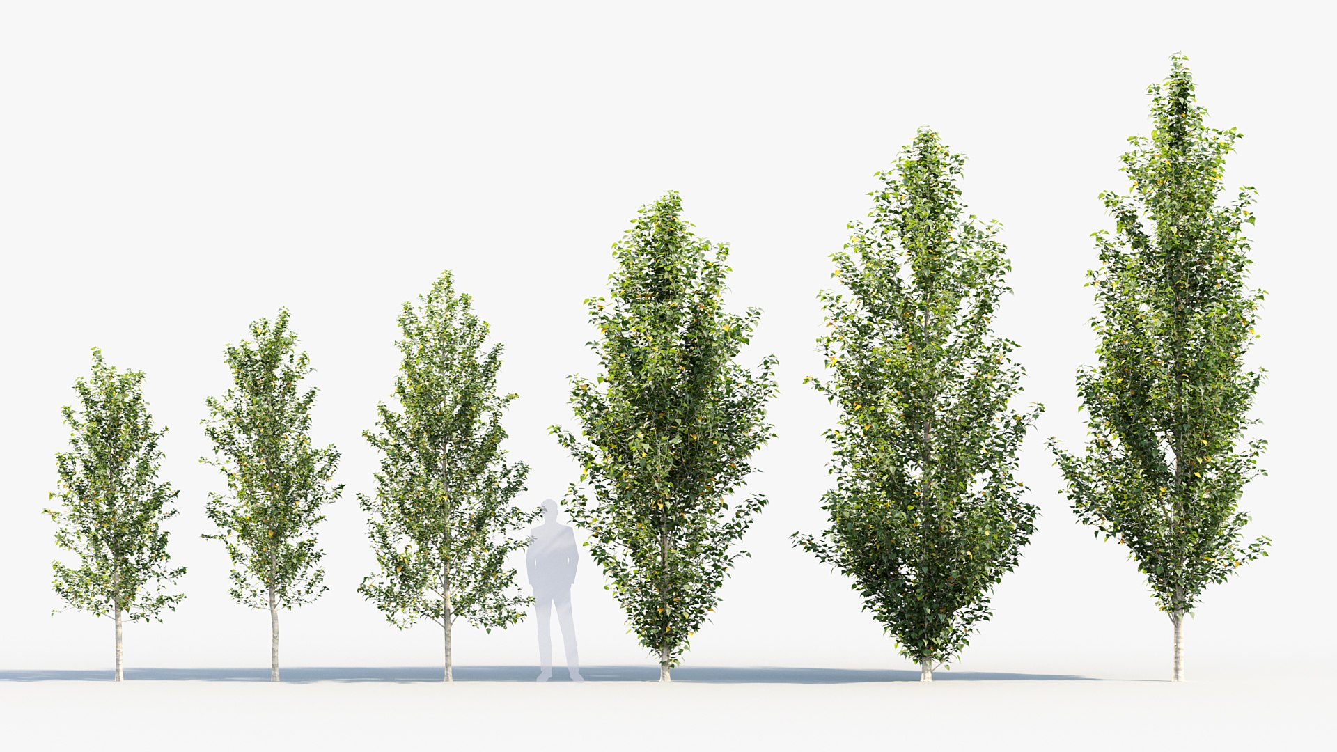 3D Model Populus Nigra Lombardy Poplar - TurboSquid 2057847