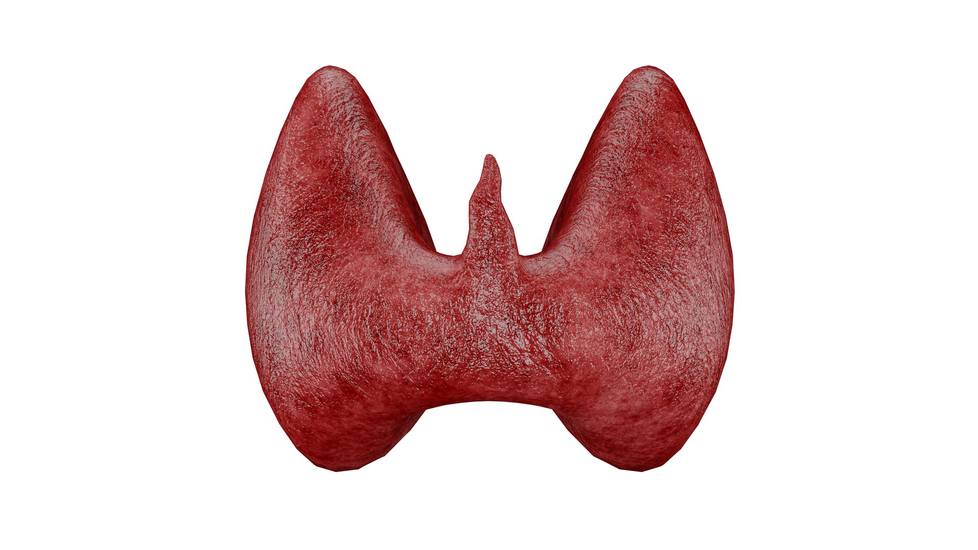 Thyroid 3D Model Model - TurboSquid 2216154
