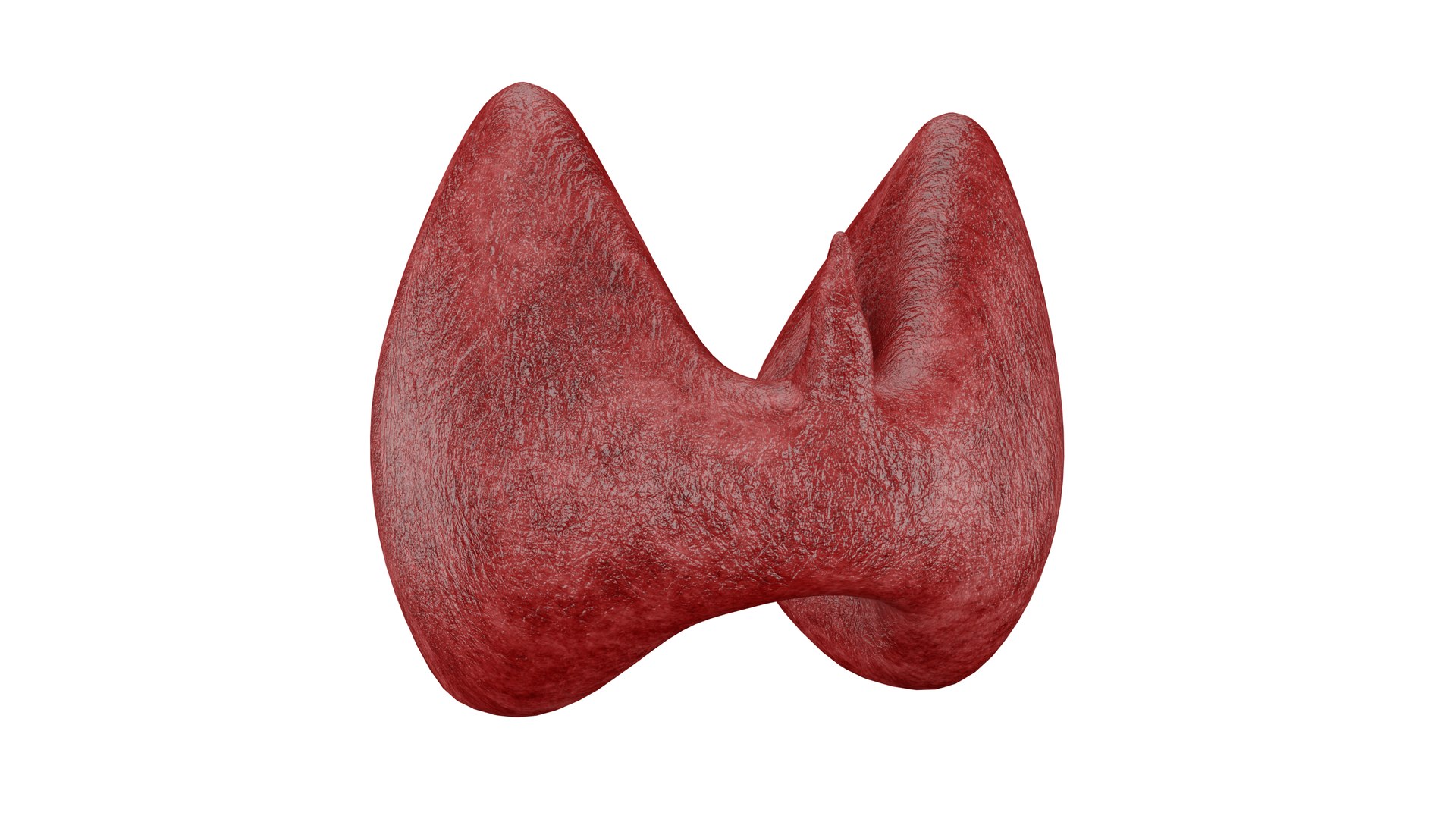 Thyroid 3D Model Model - TurboSquid 2216154