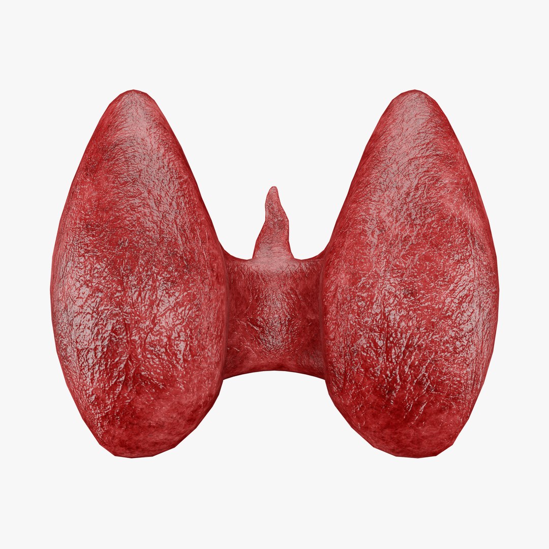 Thyroid 3D Model Model - TurboSquid 2216154