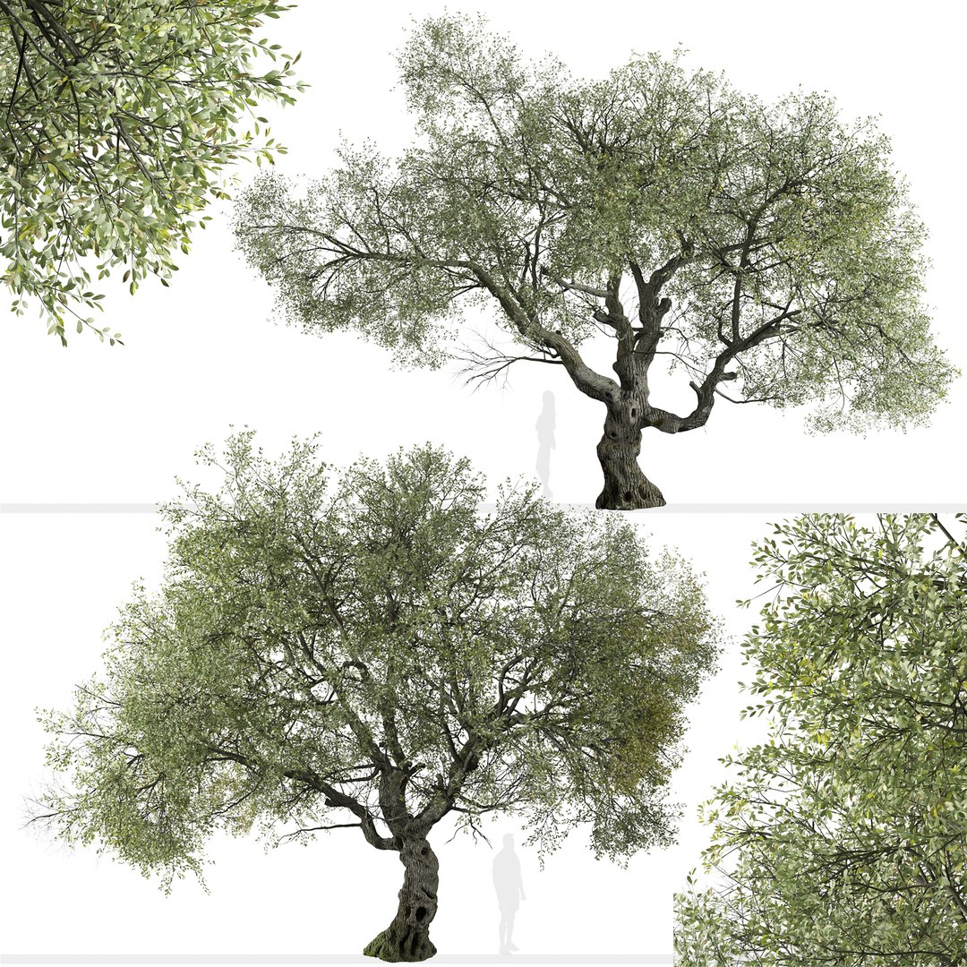 Set Of Canyon Live Oak Or Quercus Chrysolepis Tree Model - TurboSquid ...