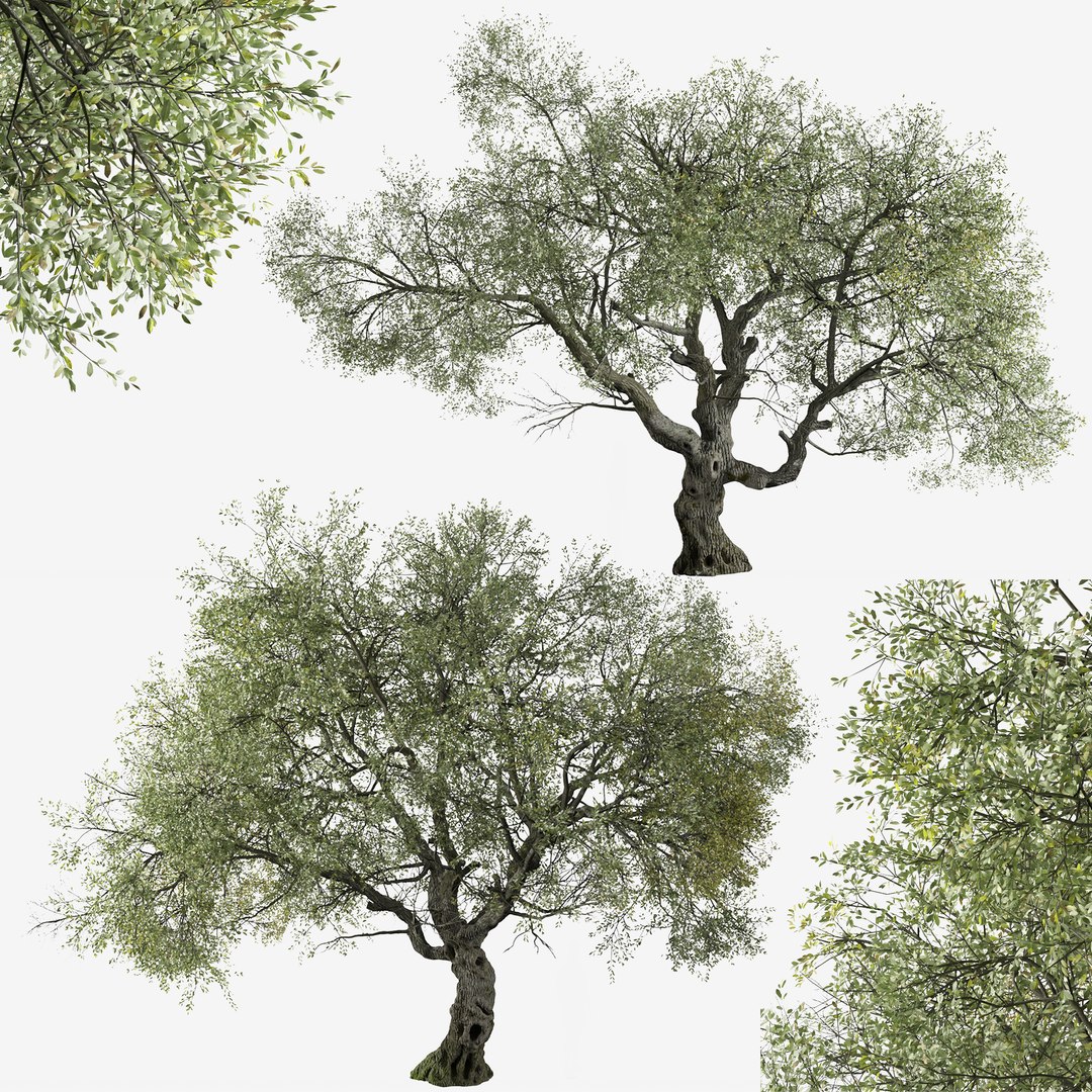 Set Of Canyon Live Oak Or Quercus Chrysolepis Tree Model - TurboSquid ...