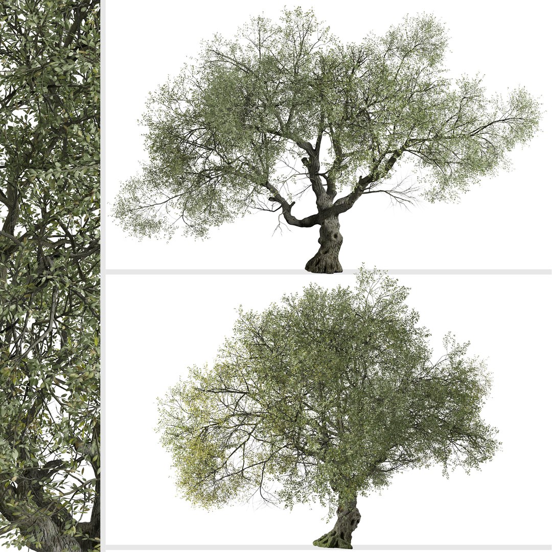 Set Of Canyon Live Oak Or Quercus Chrysolepis Tree Model - TurboSquid ...