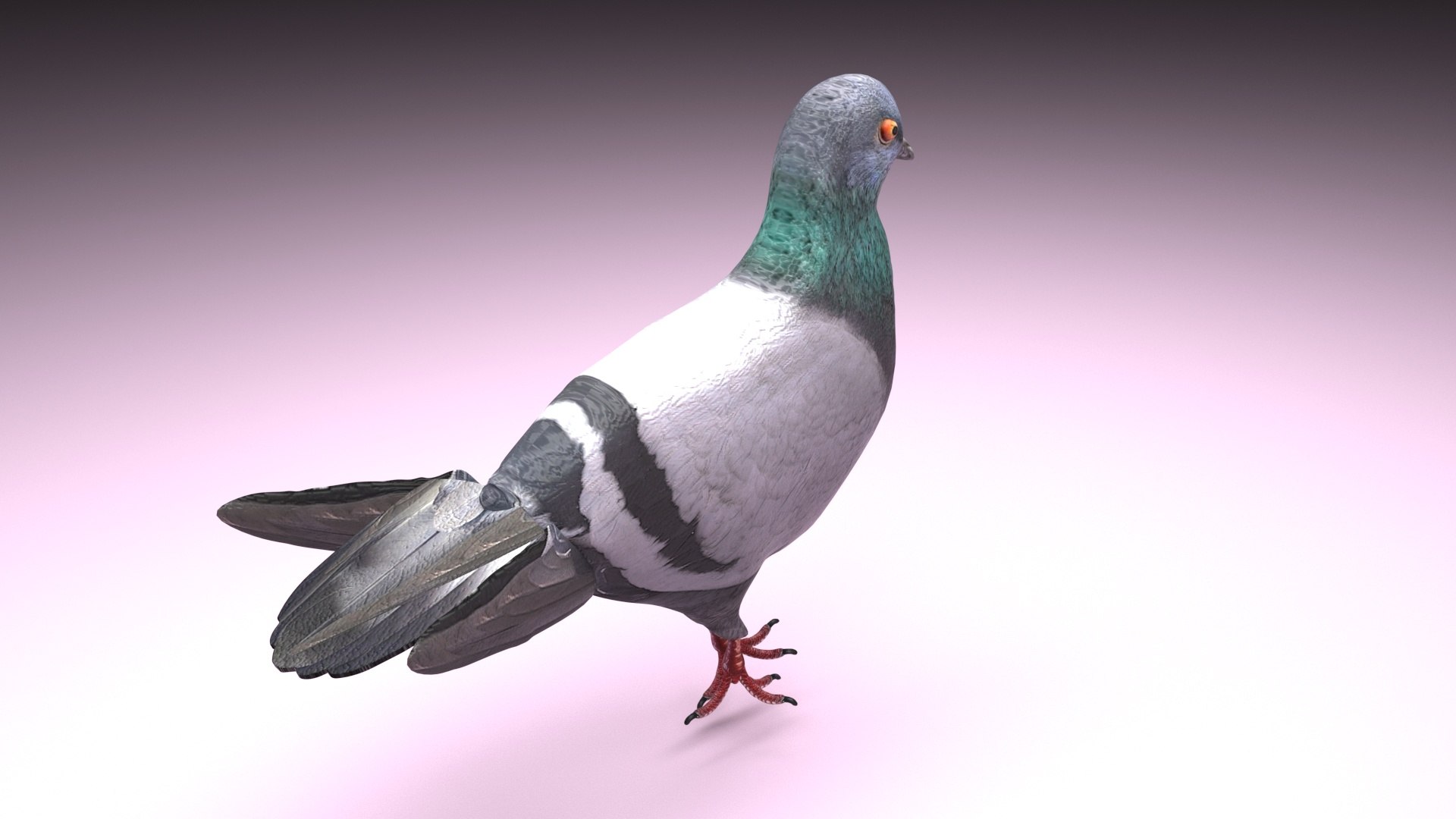 Pigeon Model - TurboSquid 1923394