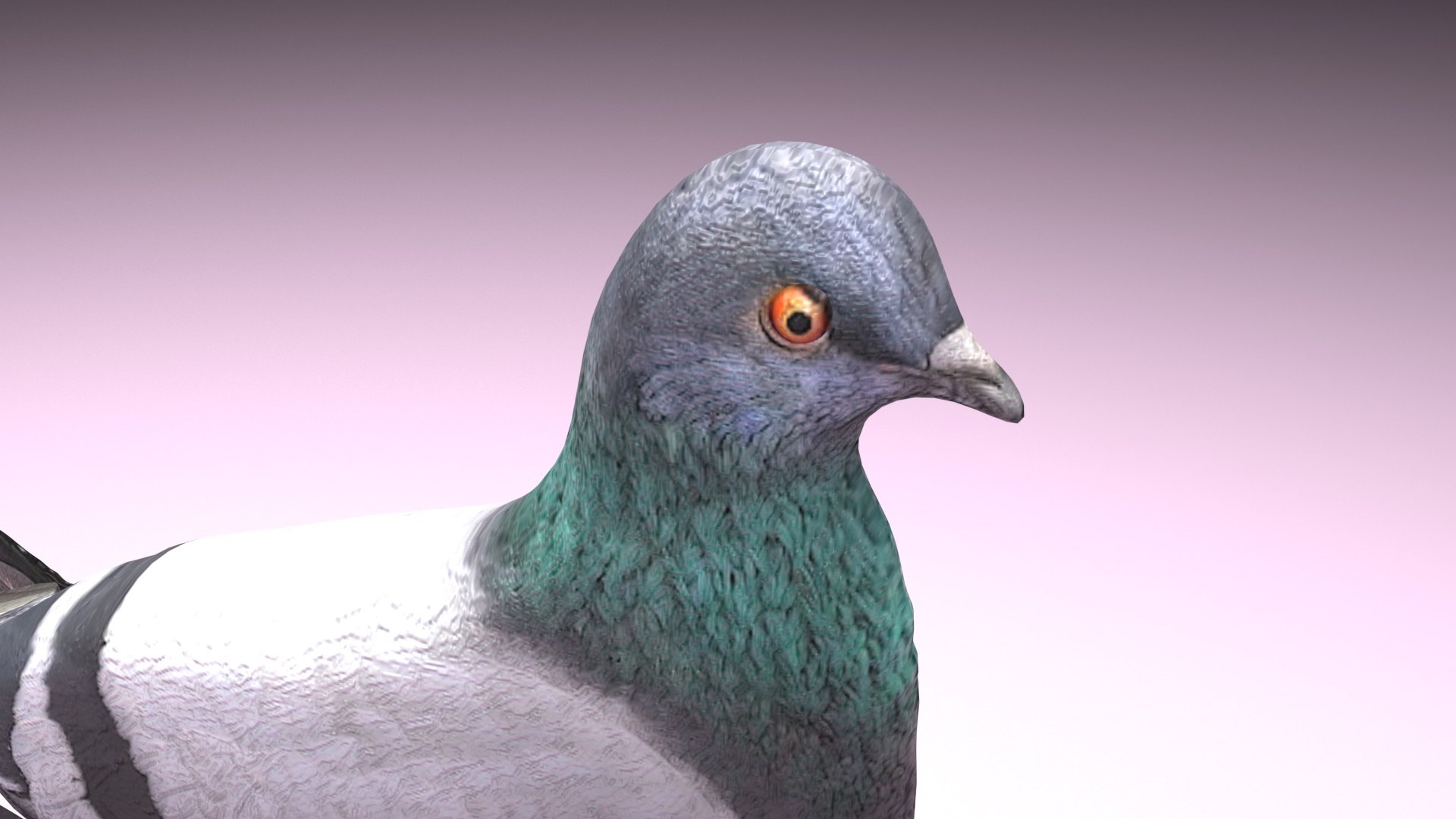 Pigeon model - TurboSquid 1923394