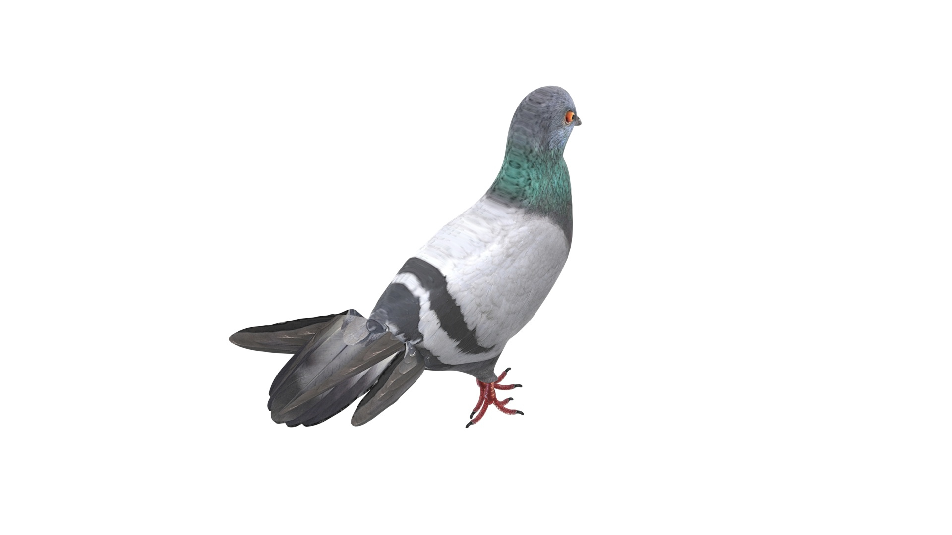 Pigeon Model - TurboSquid 1923394