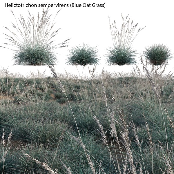 Helictotrichon sempervirens - Blue Oat Grass 3D model - TurboSquid 1973468