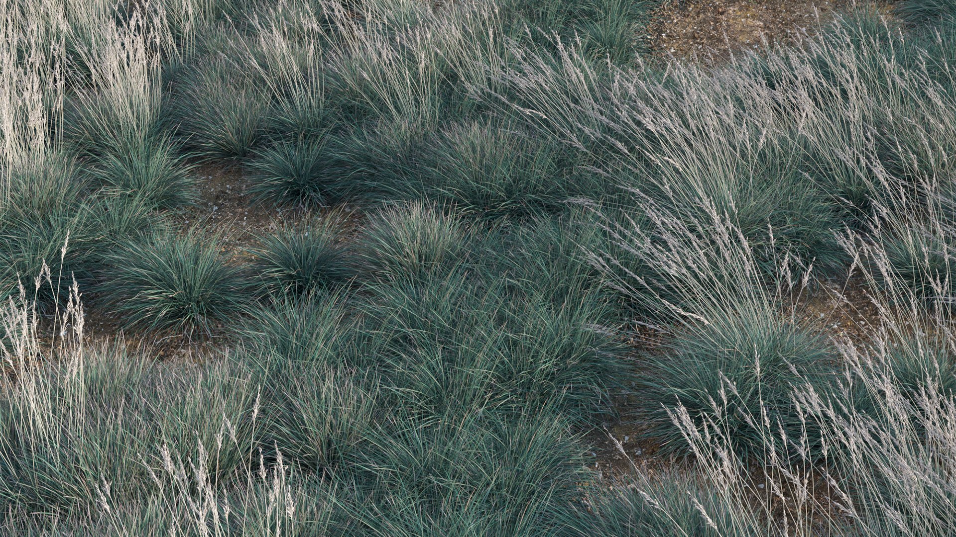 Helictotrichon Sempervirens - Blue Oat Grass 3D Model - TurboSquid 1973468