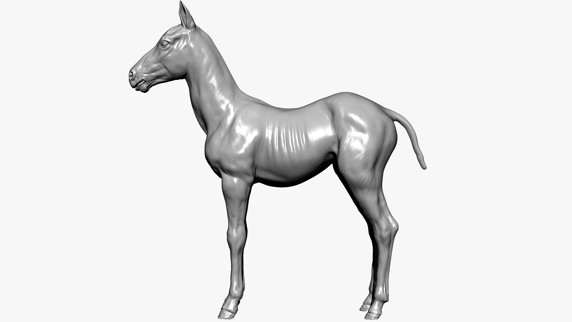 Horse Foal 3D - TurboSquid 1690456