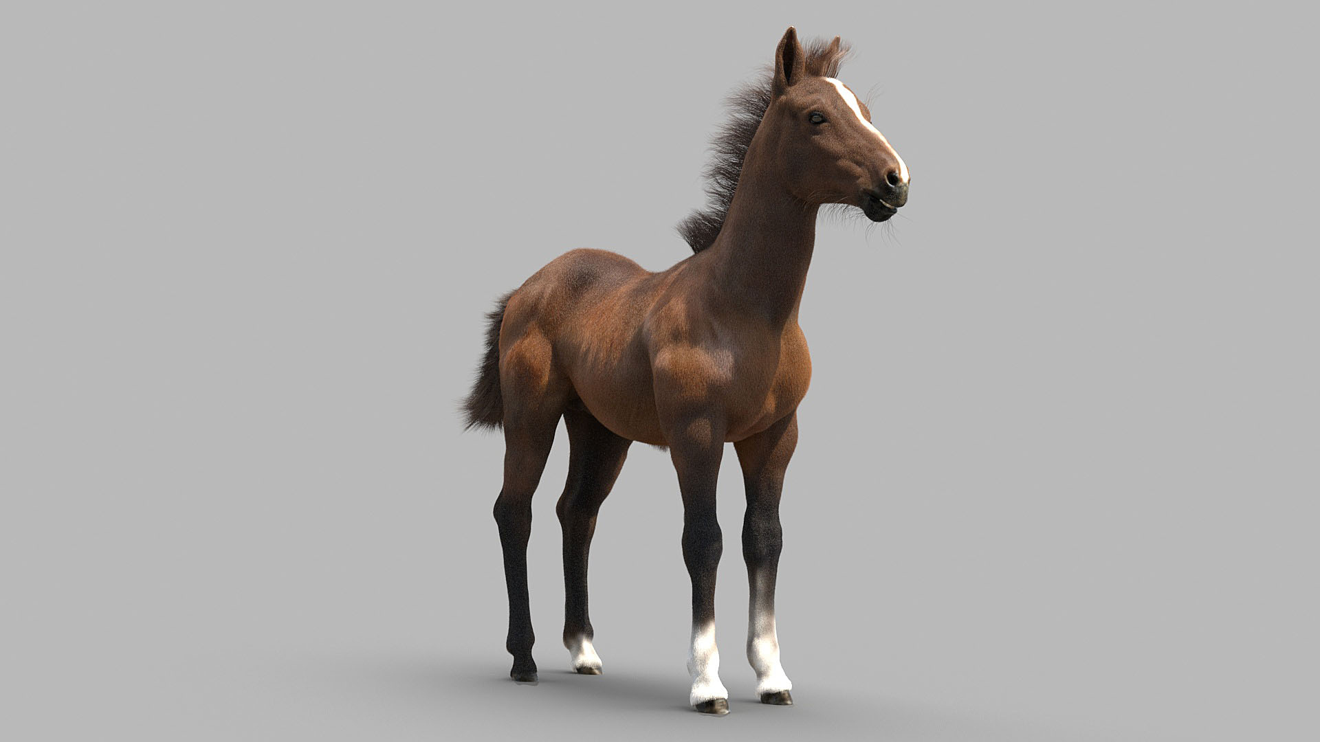 Horse Foal 3D - TurboSquid 1690456