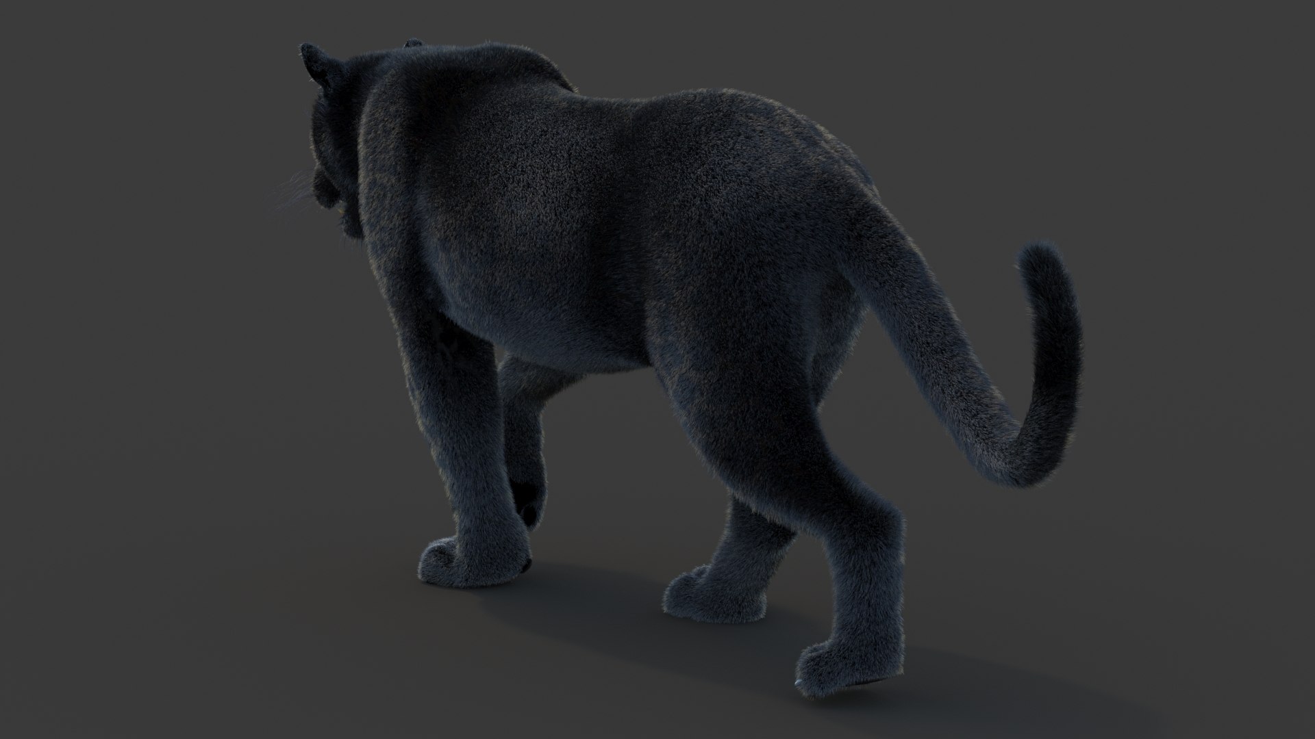 3d Model Black Panther Fur Cat