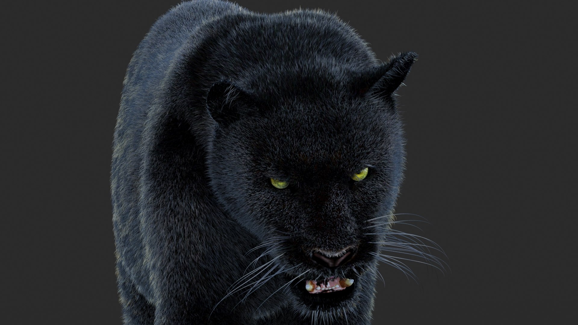 3d Model Black Panther Fur Cat
