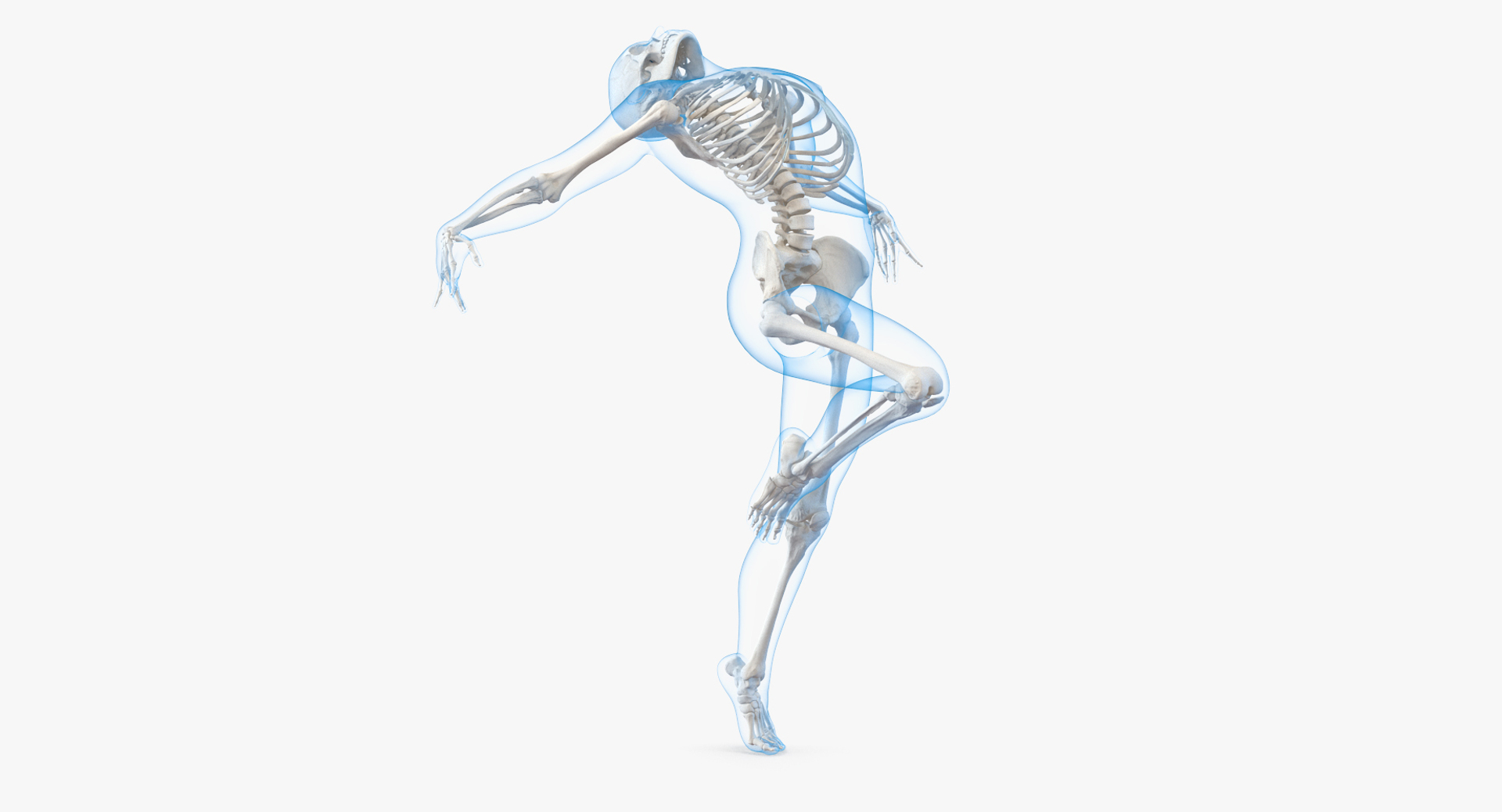 Male Body Skeleton Ballet 3D - TurboSquid 1229825