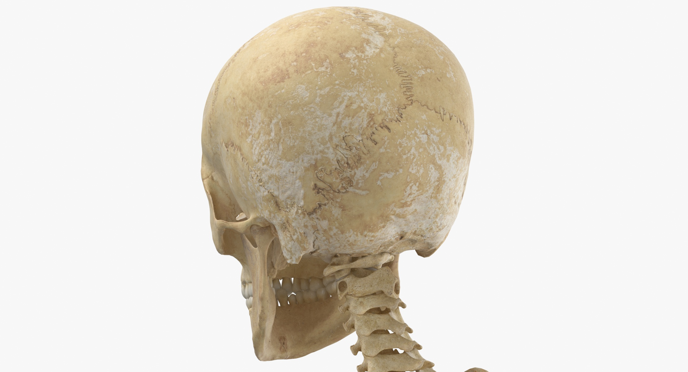 3D real human female skeleton model - TurboSquid 1667625