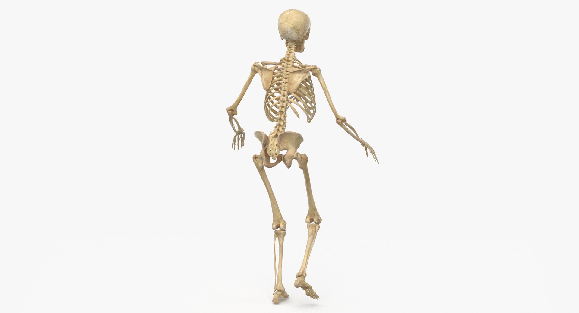 3D real human female skeleton model - TurboSquid 1667625