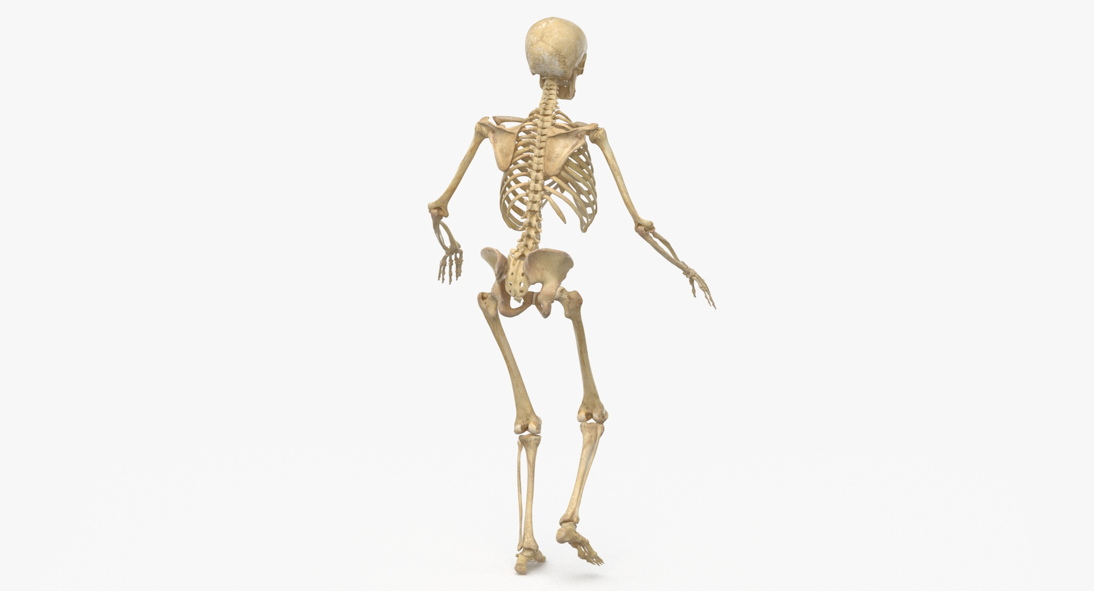 3D real human female skeleton model - TurboSquid 1667625