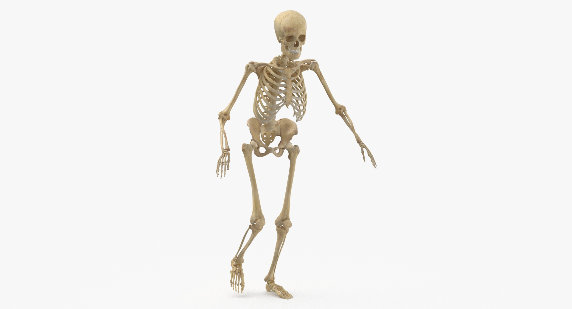 3D real human female skeleton model - TurboSquid 1667625