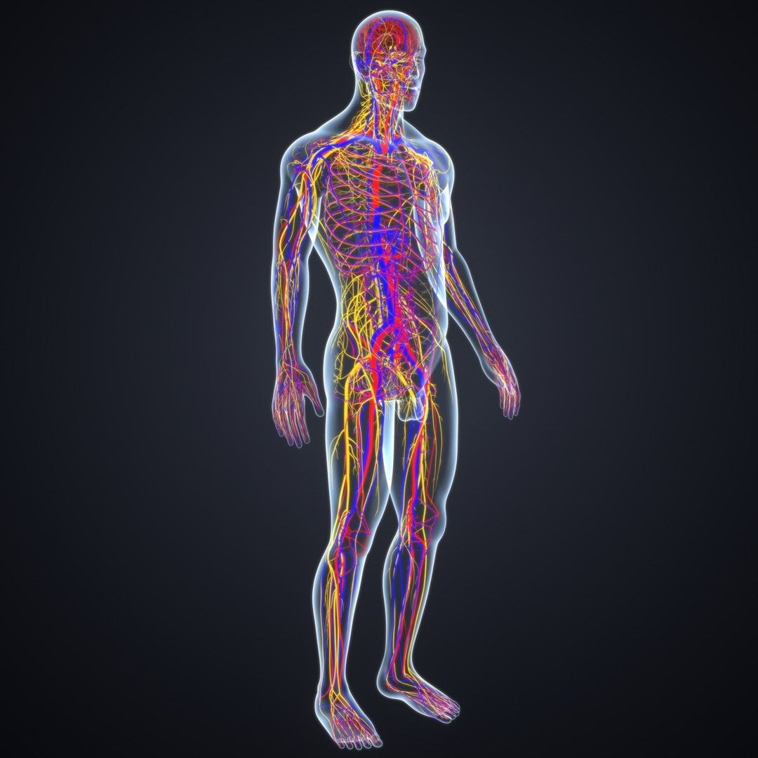 Human Arteries And Veins Model