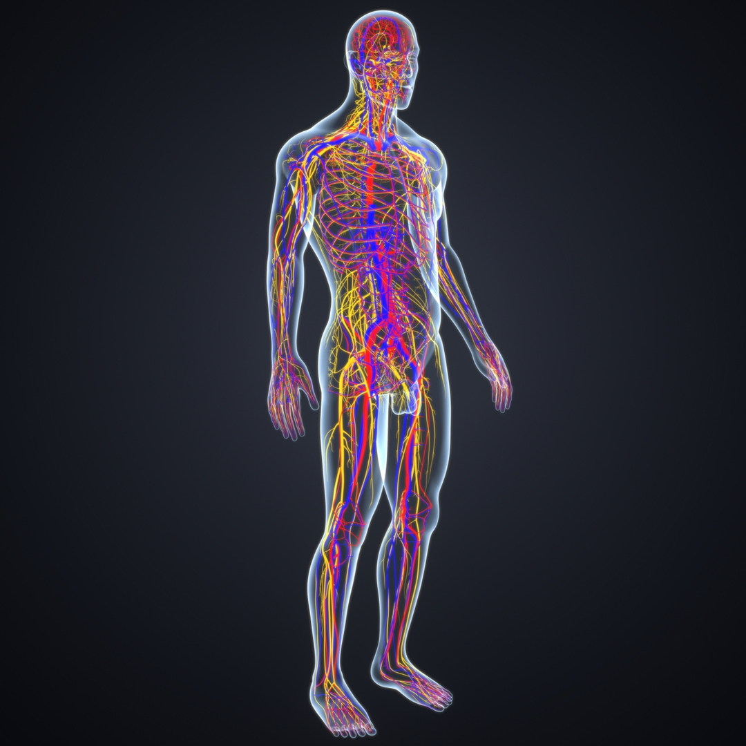 Body arteries veins nerves 3D model - TurboSquid 1217102