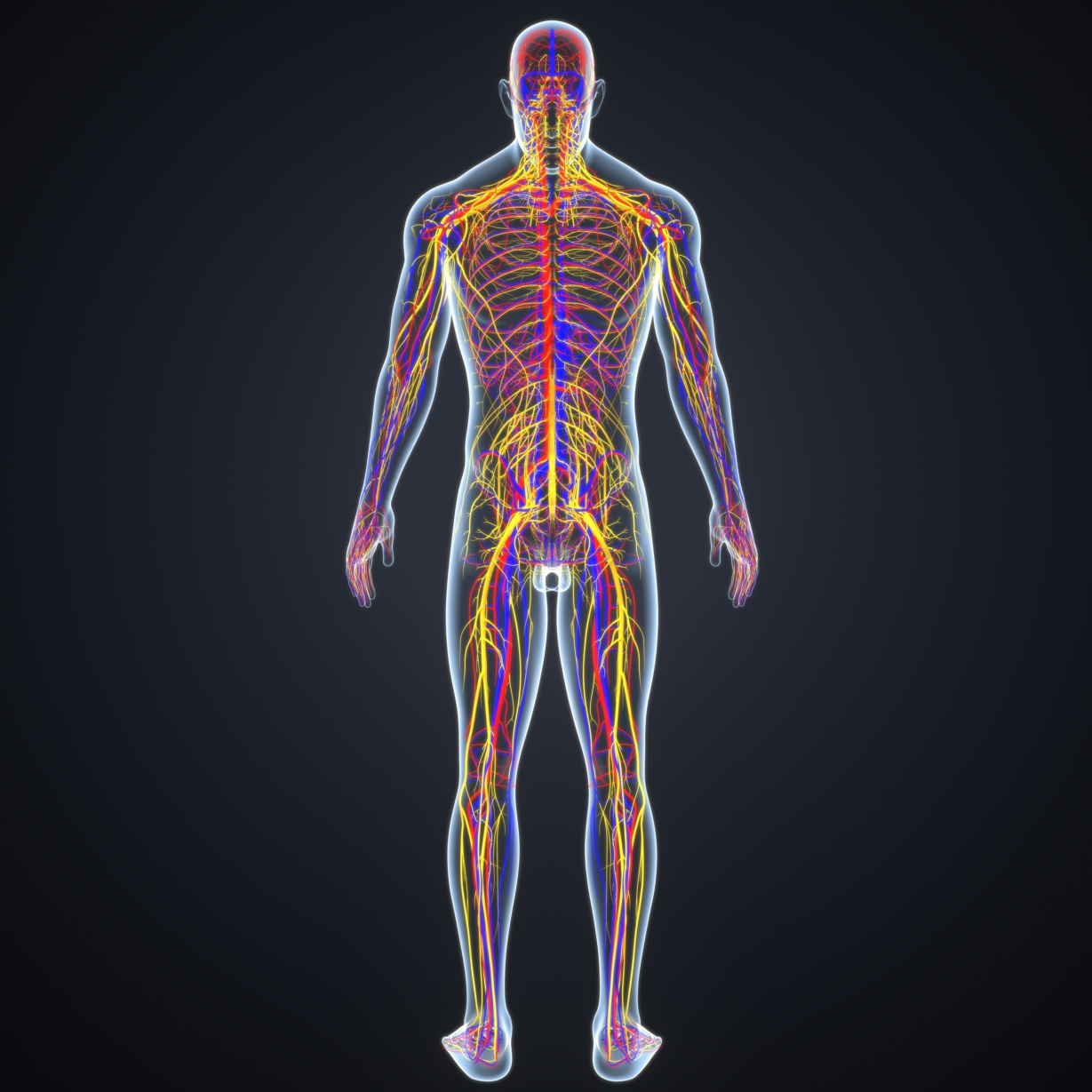 Body arteries veins nerves 3D model - TurboSquid 1217102
