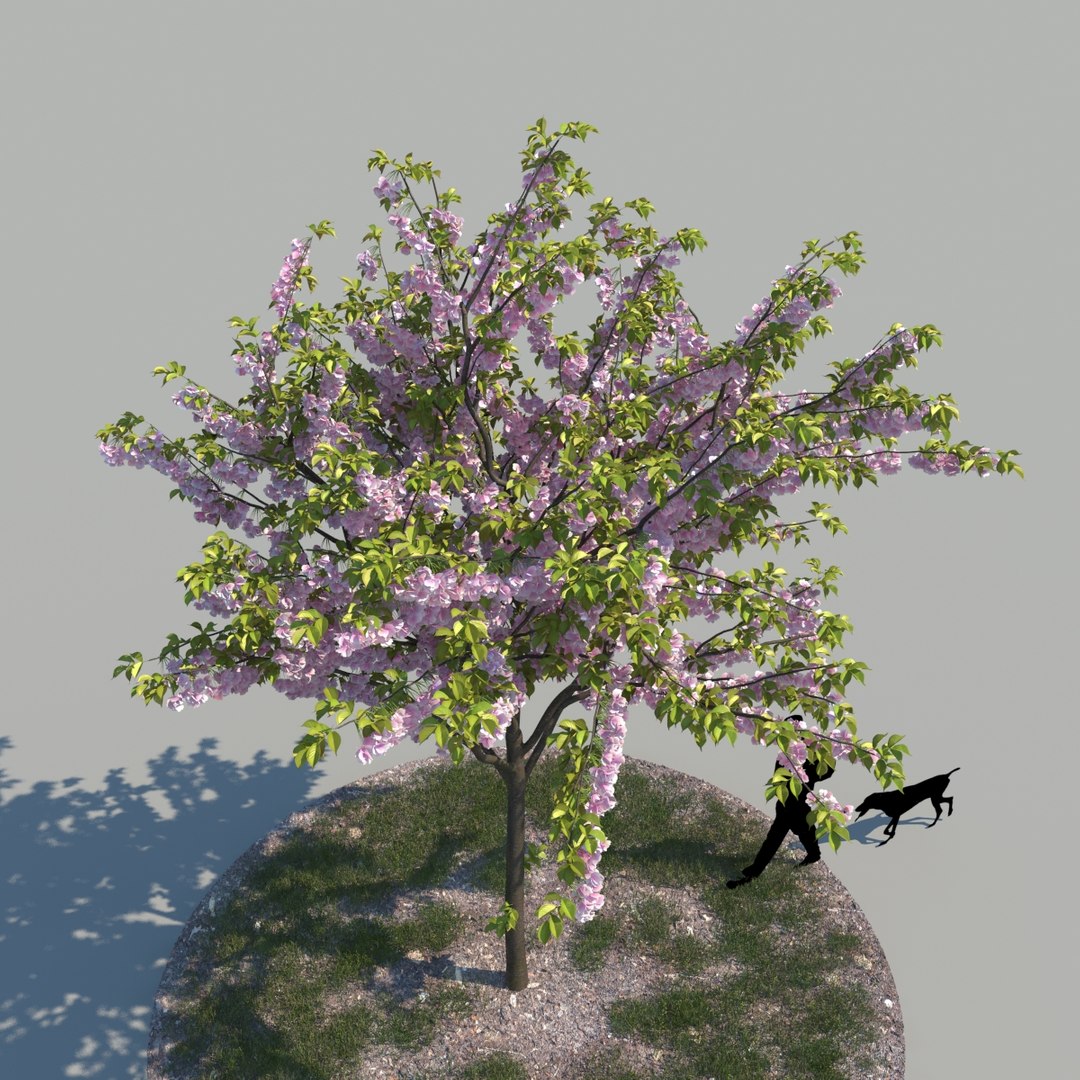 3ds Max Realistic Cherry Tree