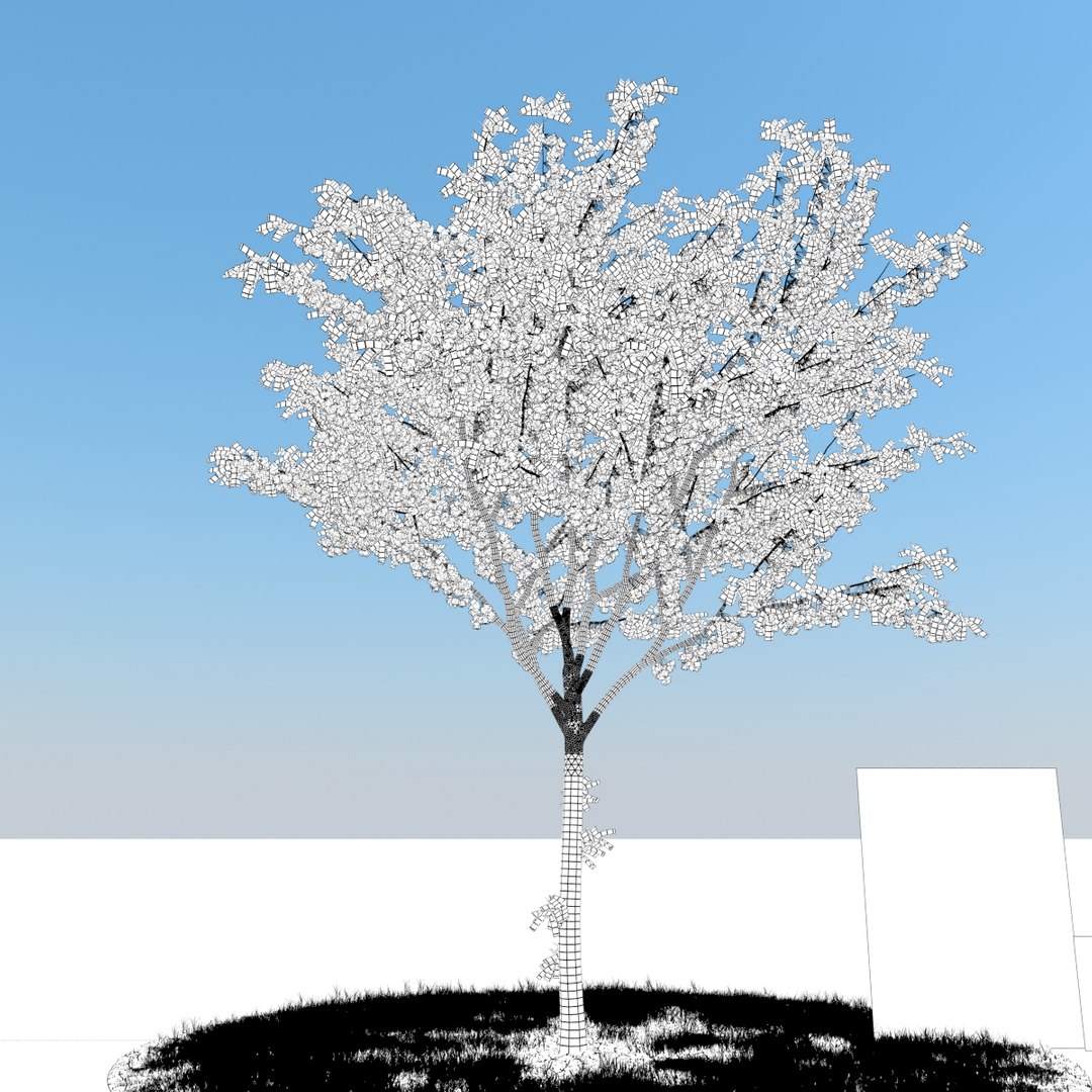 3ds Max Realistic Cherry Tree