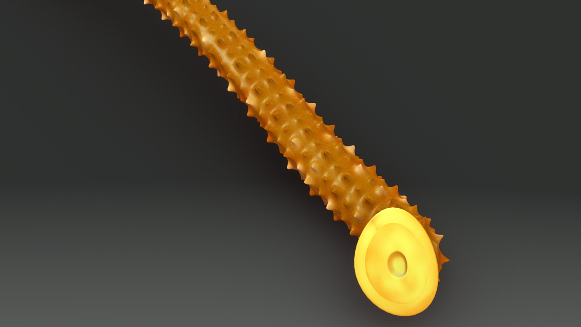3d Model Pontobdella