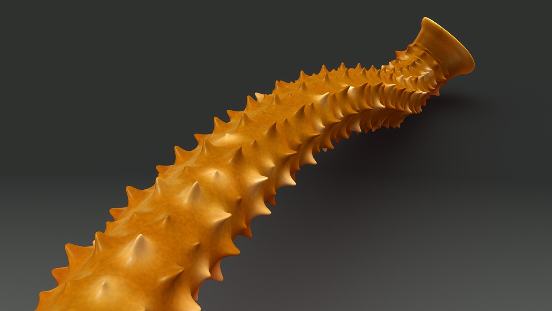 3d Model Pontobdella