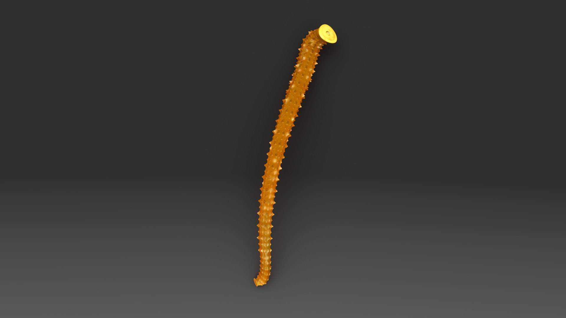 3d Model Pontobdella
