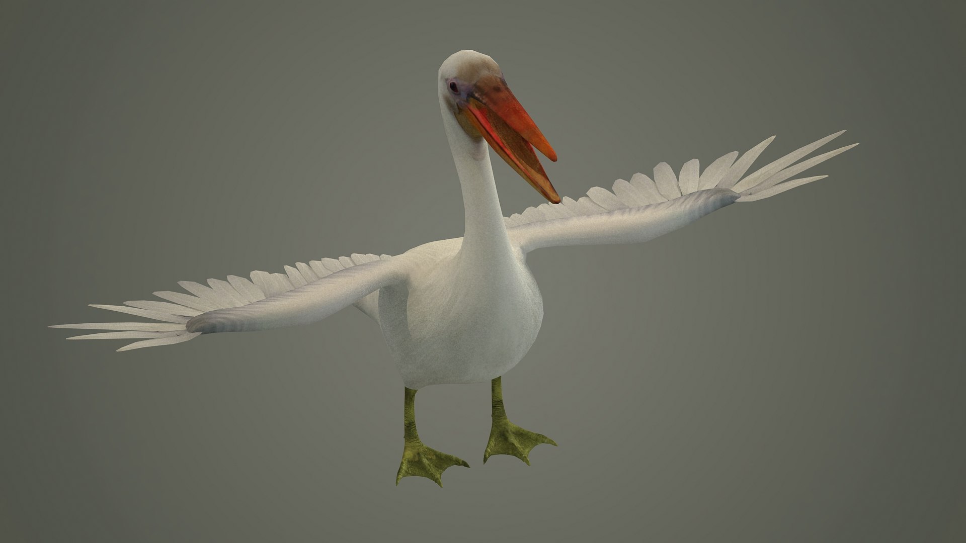 3D Stork Flamingo Swan Pelican Cormorant Bluetit Pigeon - TurboSquid ...