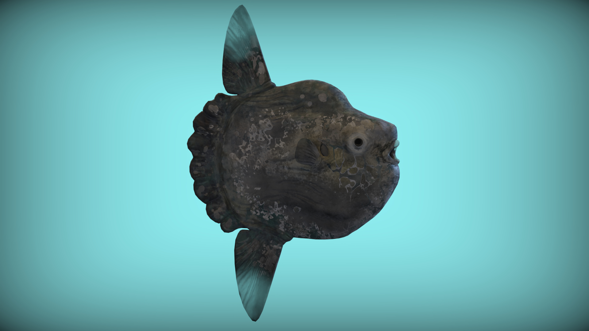 Ocean Sunfish Model - TurboSquid 2307873