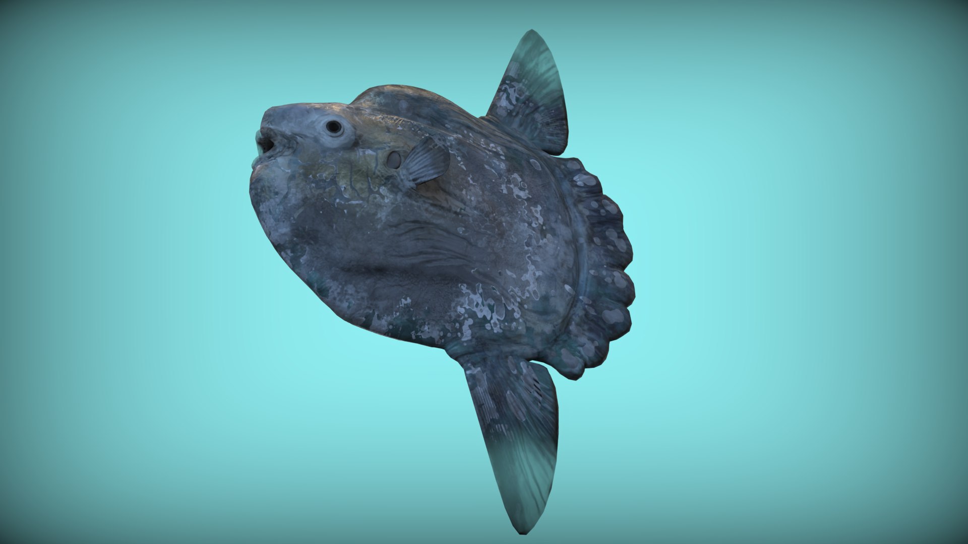 Ocean Sunfish Model - TurboSquid 2307873