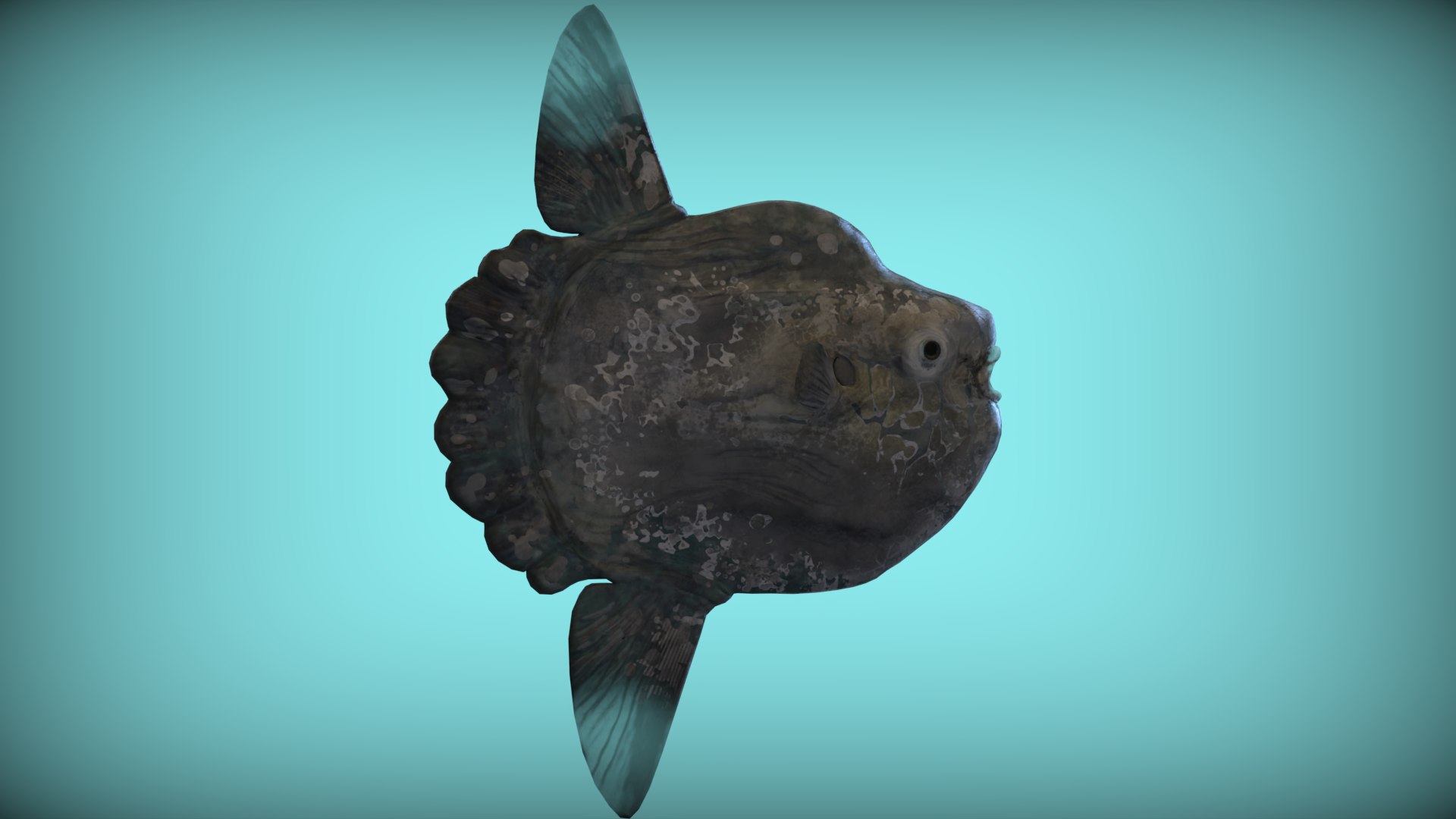 Ocean Sunfish Model - TurboSquid 2307873