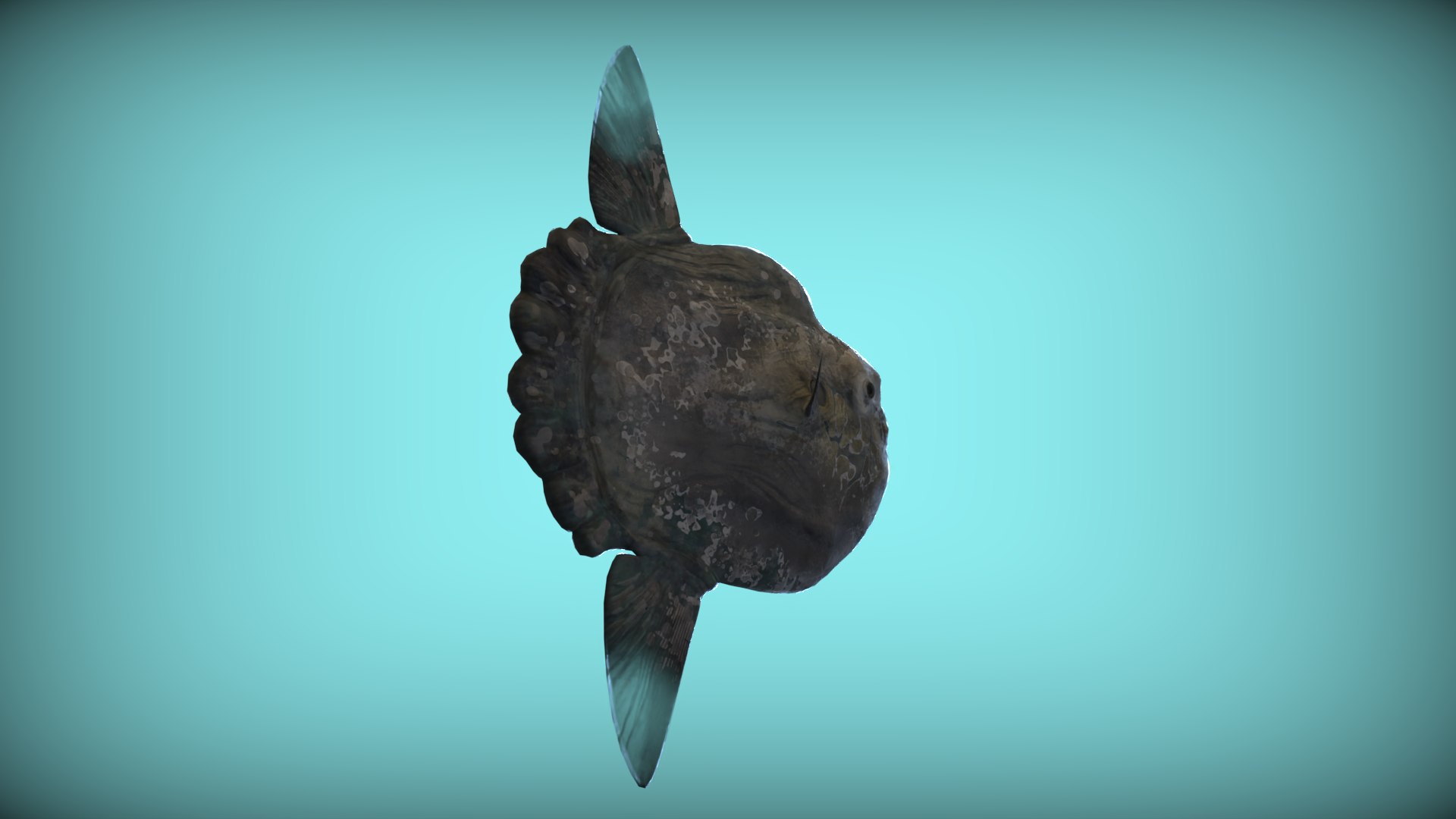 Ocean Sunfish Model - TurboSquid 2307873