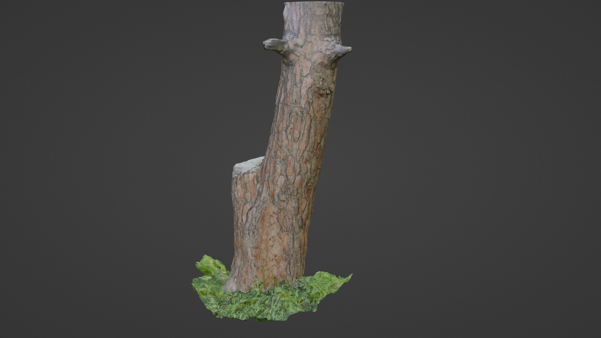Scan Tree 3D Model - TurboSquid 2329176