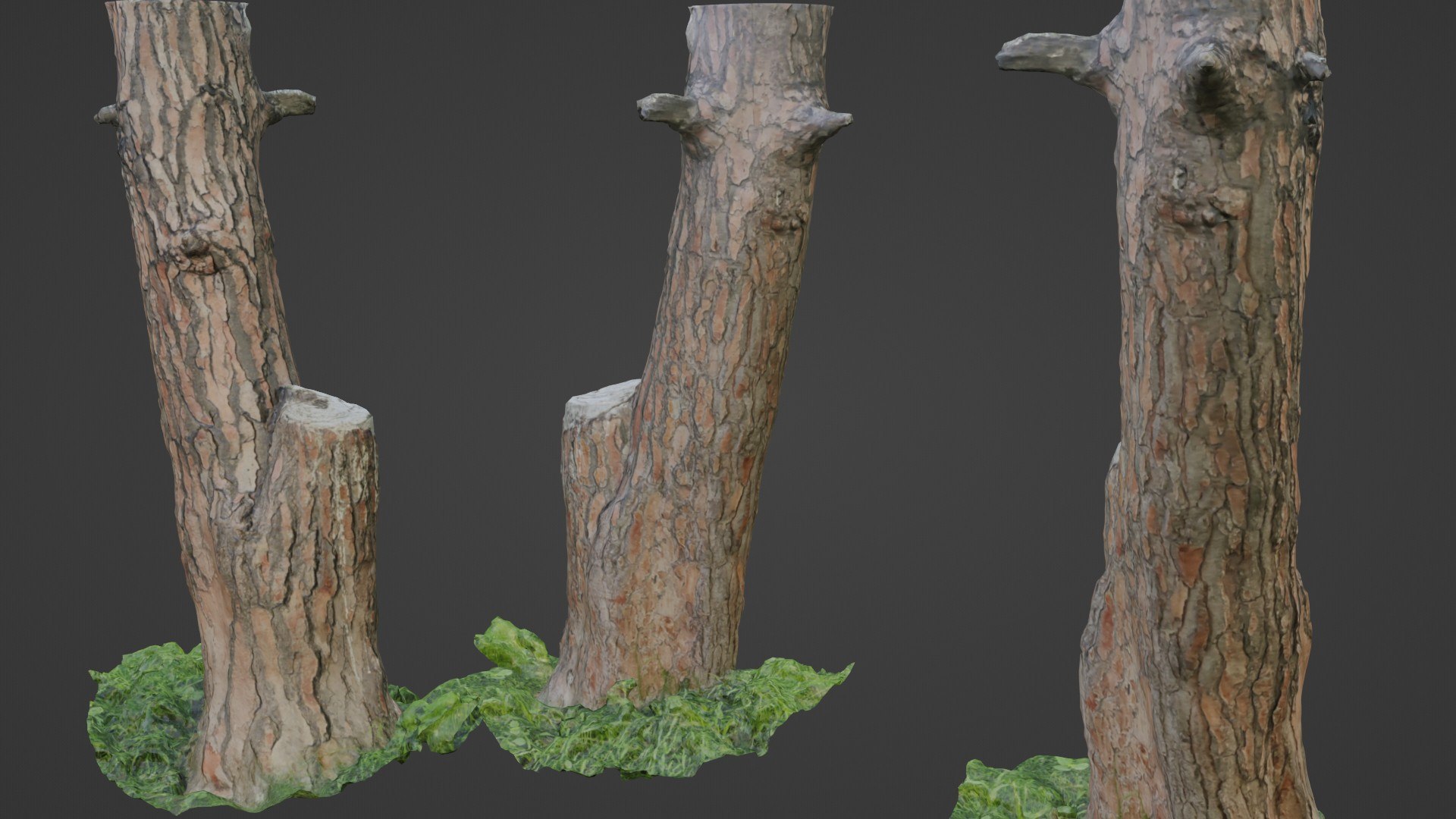 Scan Tree 3D Model - TurboSquid 2329176