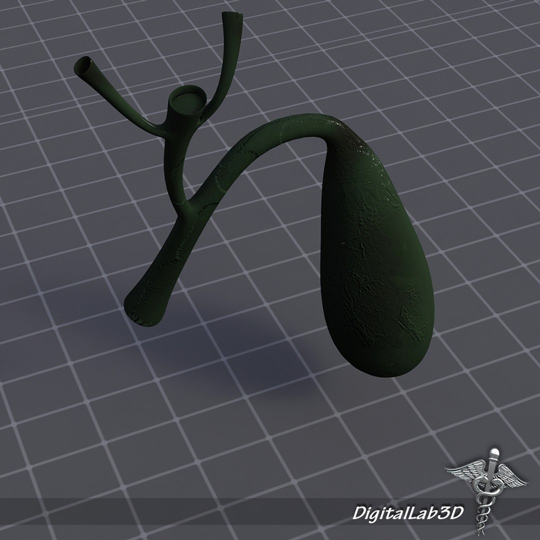 3d Model Gall Bladder
