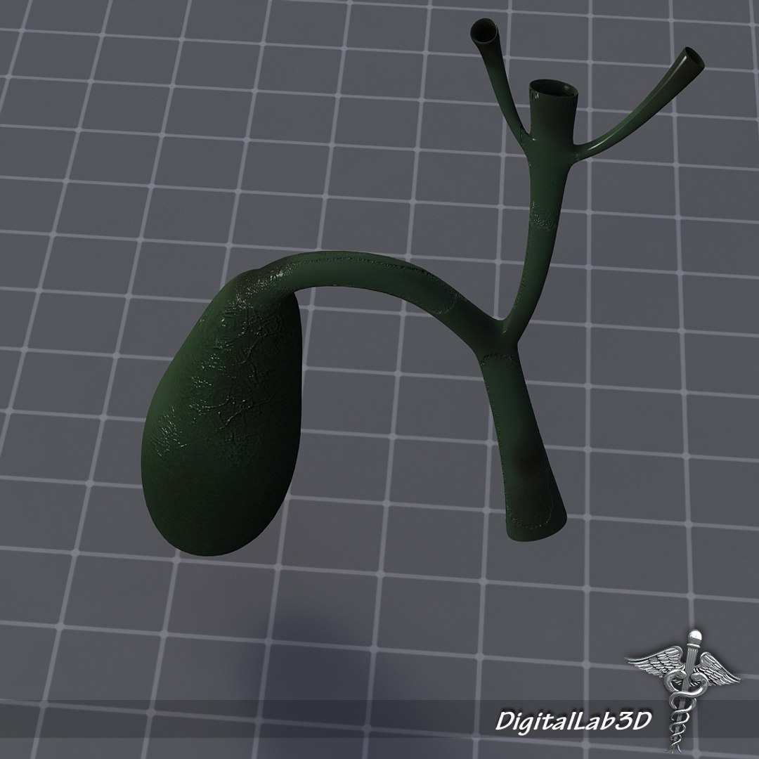 3d Model Gall Bladder