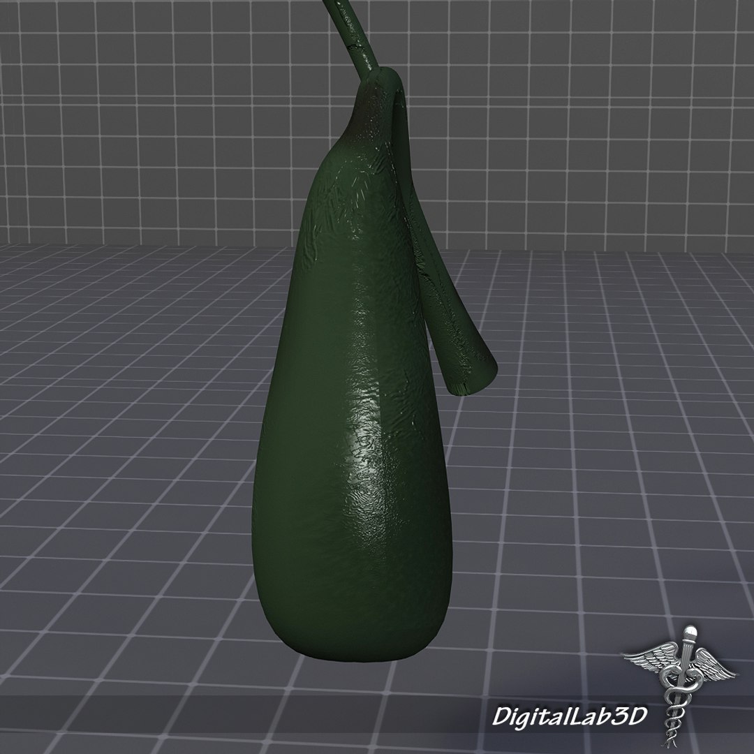 3d Model Gall Bladder