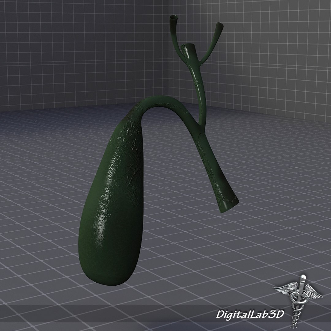 3d Model Gall Bladder