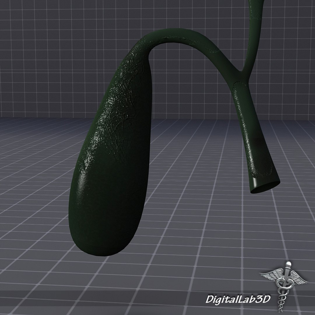 3d Model Gall Bladder