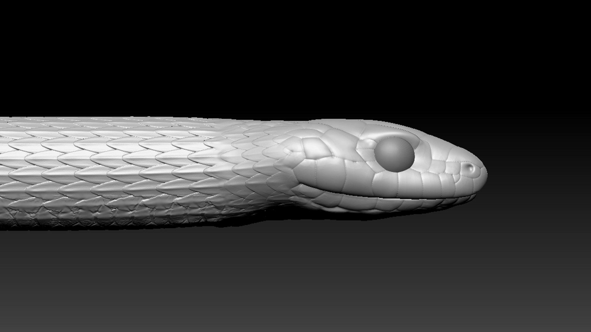 Garter Snake Zbrush Model 3D - TurboSquid 2365491