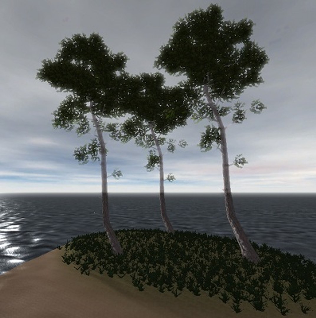 maya middle pine tree