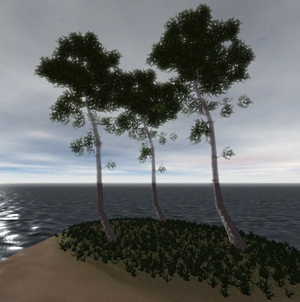 maya middle pine tree