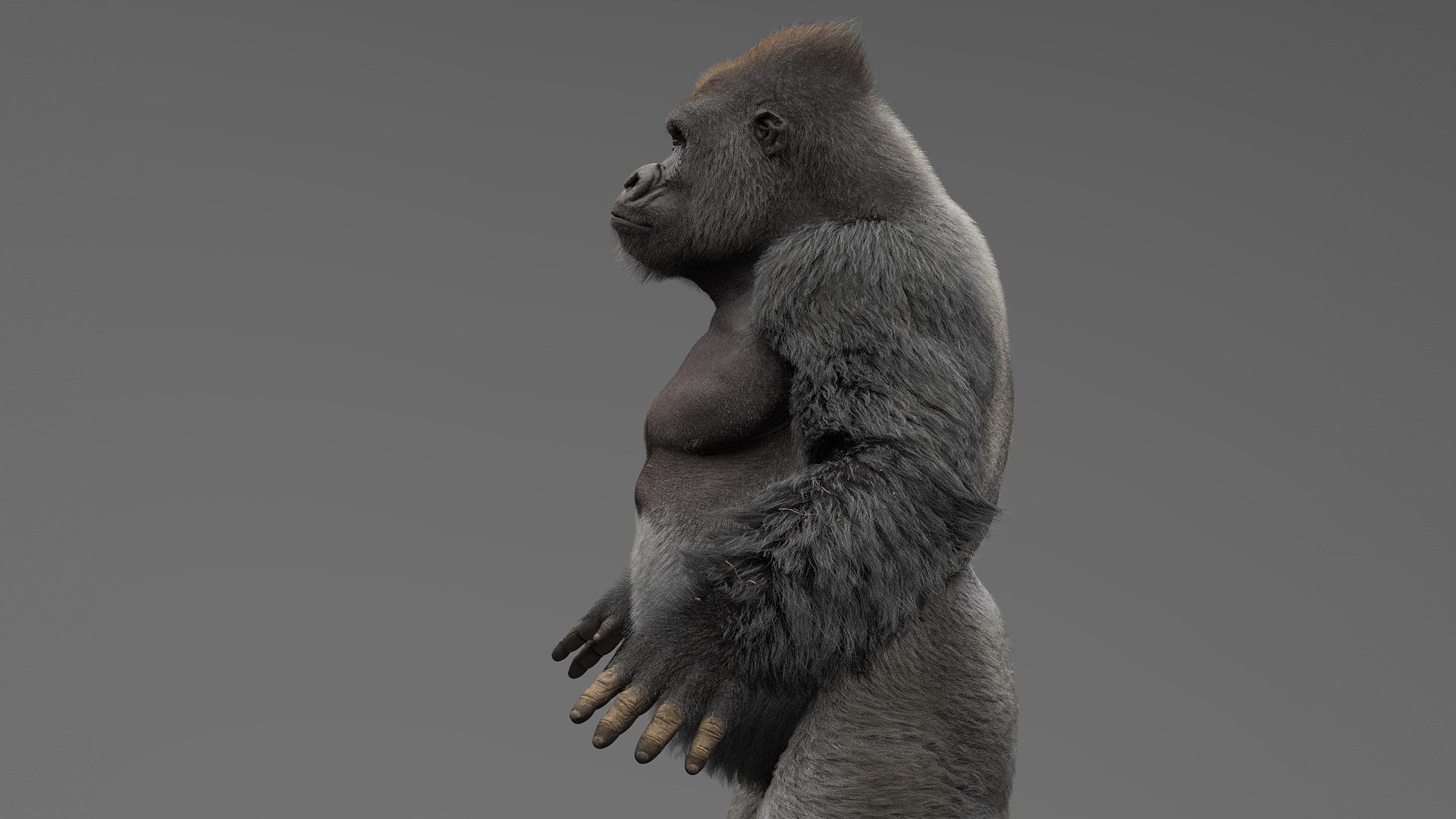 Gorilla Fur Objects 3D Model - TurboSquid 1695616