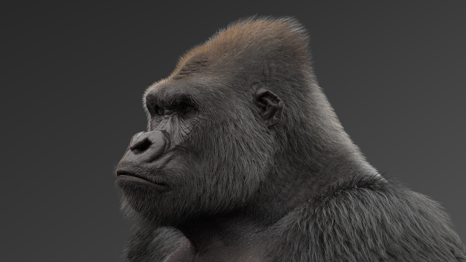 Gorilla fur objects 3D model - TurboSquid 1695616