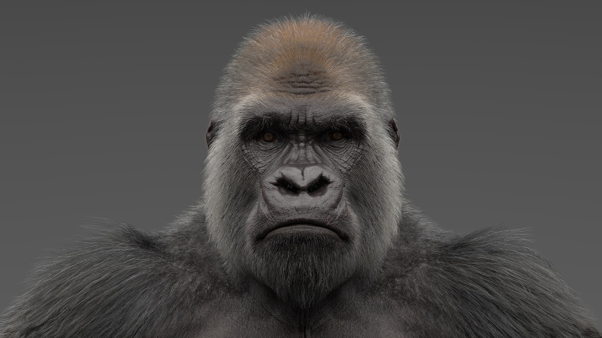 Gorilla Fur Objects 3D Model - TurboSquid 1695616