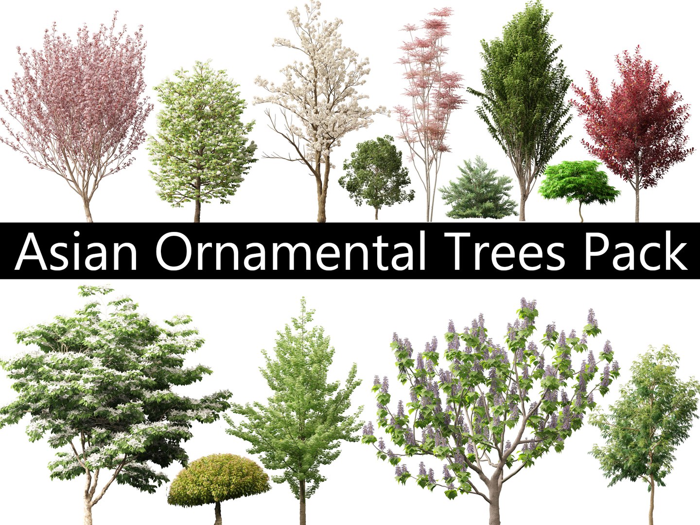 Asian Ornamental Trees Pack 21 3D - TurboSquid 2469834