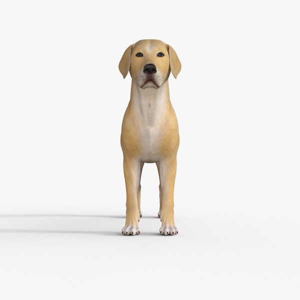 modelo 3d Perro amarillo realista aparejado - TurboSquid 2180140