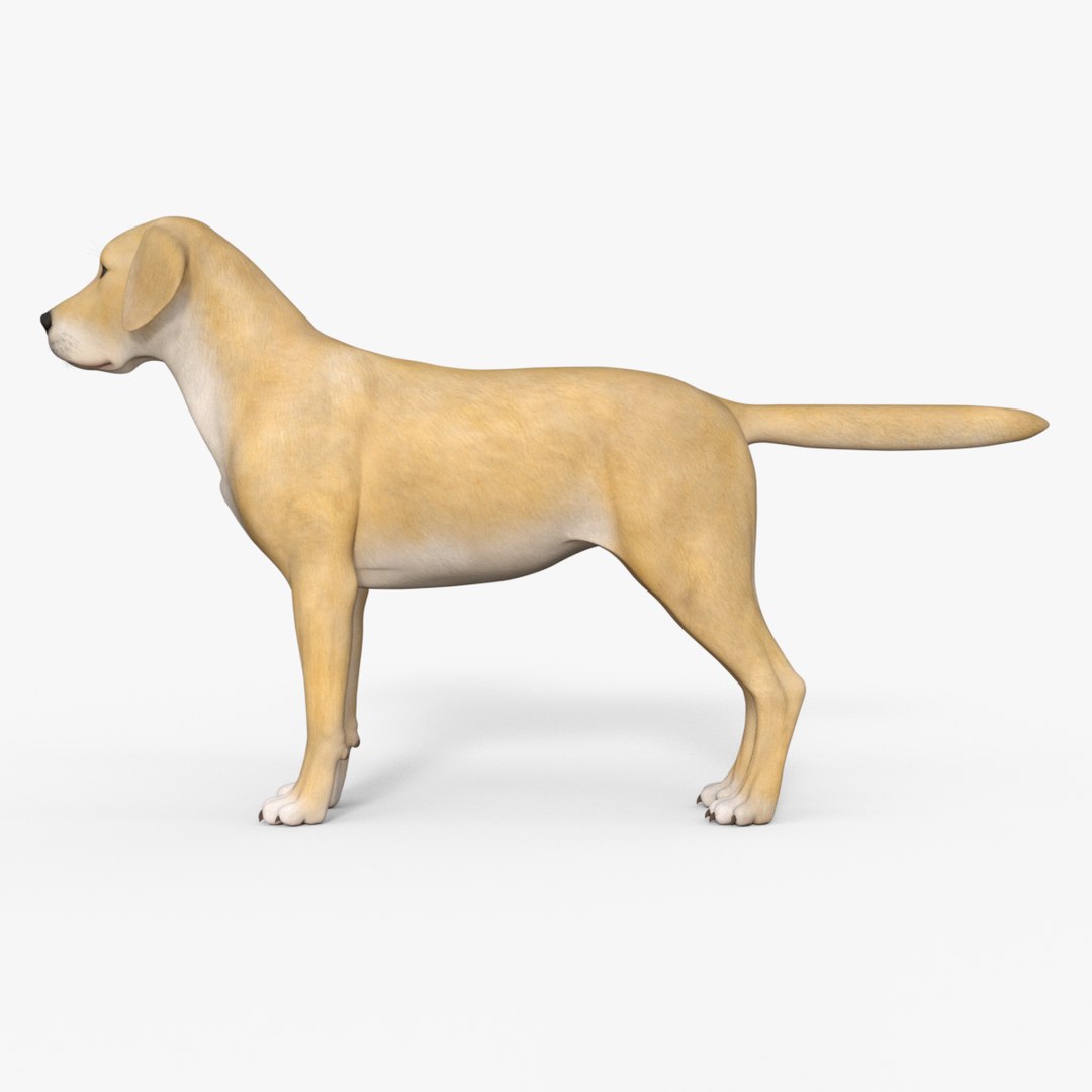 Realistic Yellow Dog Rigged 3D Model - TurboSquid 2180140